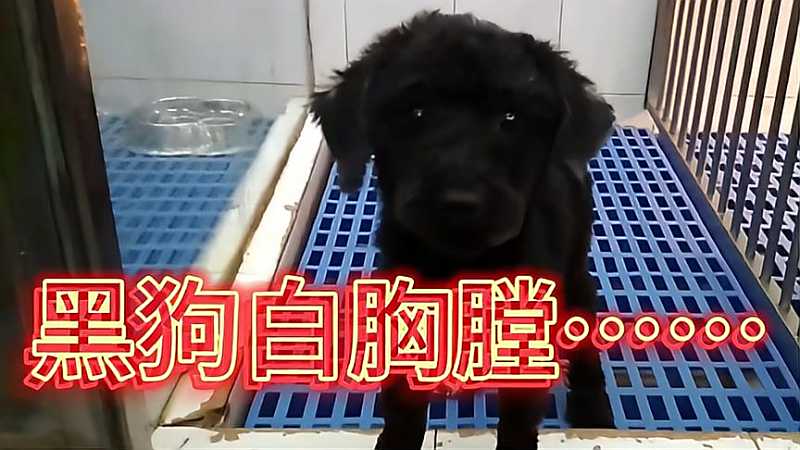 就因黑色流浪犬的白胸膛，今天老大妈一句话把我搞蒙圈了搞笑萌宠好看视频 