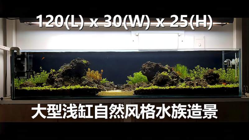 120(L)x30(W)x25(H)，大型浅缸自然风格水族造景，造景全过程,家居,家装,好看视频