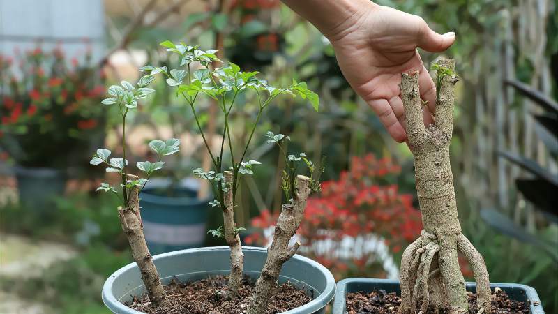 大树桩长发芽慢，只能下“狠”招，新芽乖乖冒出来,家居,园艺,好看视频