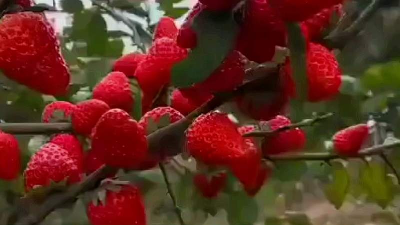 原来还真的有草莓树,家居,园艺,好看视频