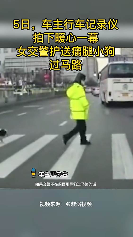 暖心！交警小姐姐护送受伤狗狗过马路情感正能量好看视频
