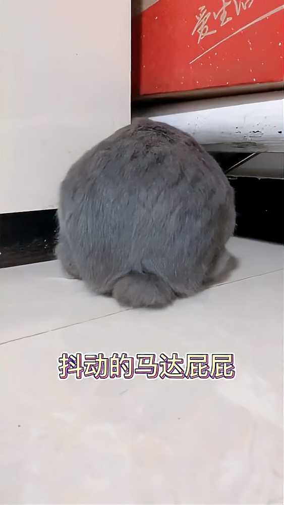 大兔子抖动的小屁屁 太可爱了搞笑萌宠好看视频