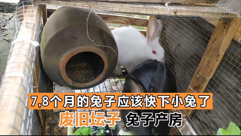 兔子交配已经有快半个月了，人工兔子洞做产房，太豪华了！,搞笑,萌宠,好看视频