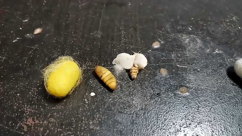 蚕蛹变蛾子的过程,蚕蛹蝶化的过程,半蝶化的蚕宝宝 美食 美食猎奇 好看视频