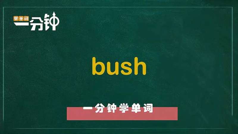 一分钟学英语bush单词详解,教育,在线教育,好看视频