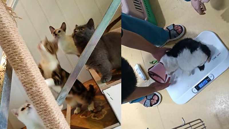猫咖疫情期间倒闭,富二代店主被曝抛弃13只病猫去了国外 搞笑 萌宠 好看视频